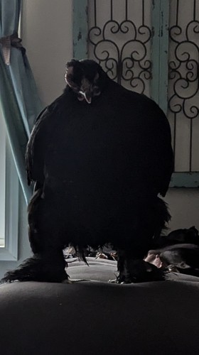 6 Brahma Heavy Lavender Partridge Blue Splash Black Buff Dark Whte ...