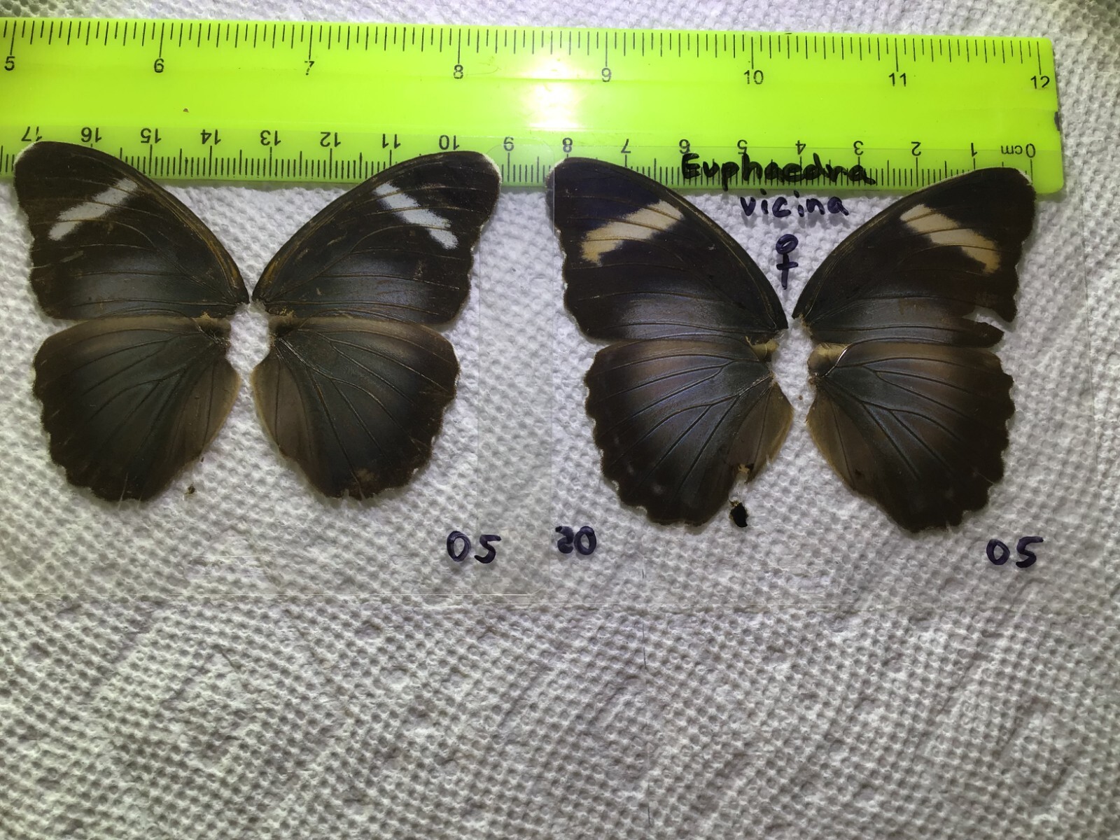 UAE 05 A+/ A Euphaedra eberti ?? Nymphalidae Butterfly of Africa | eBay