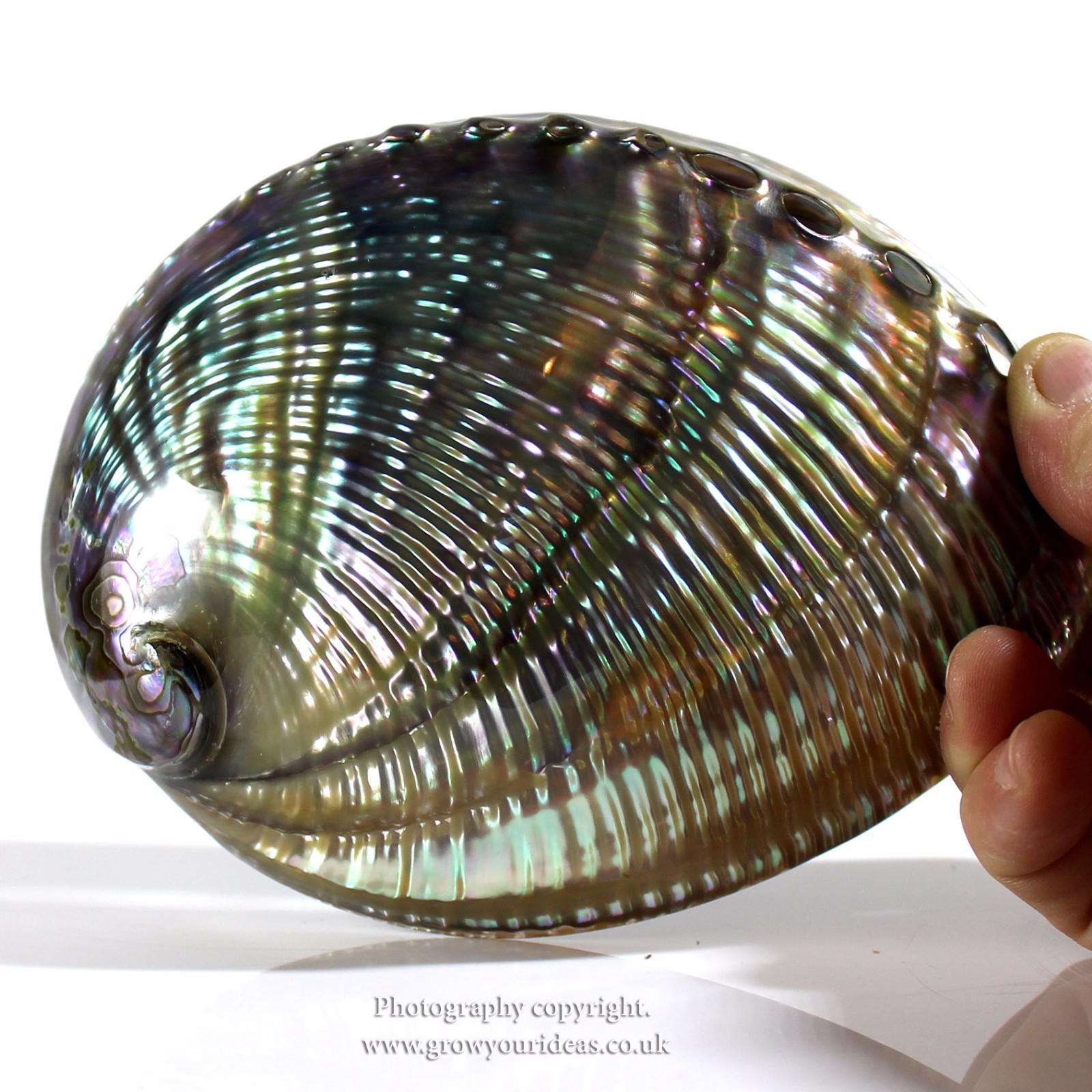 Green Polished abalone both sides Large seashell. 12.5-14cm | eBay UK