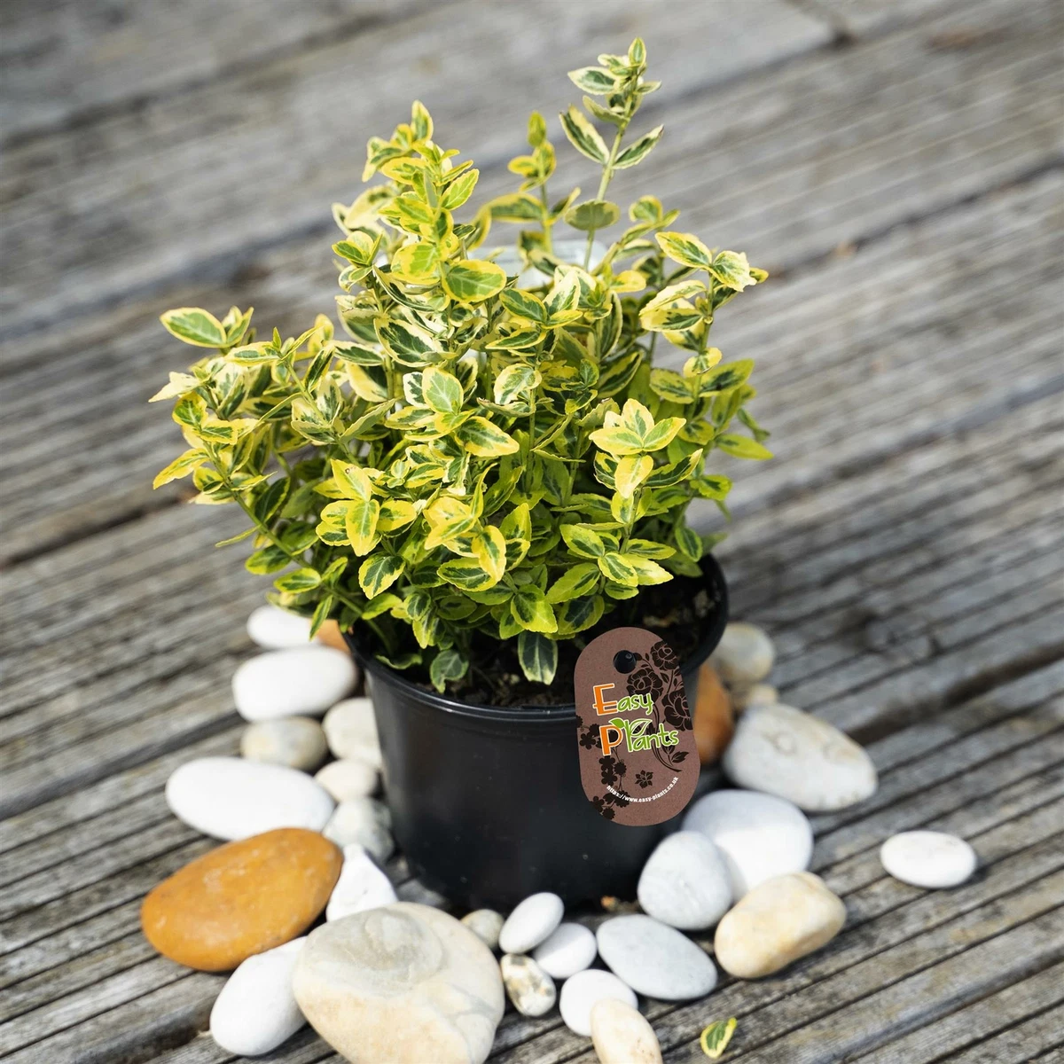 Smeraldo Flower Seeds | Best Flower Site