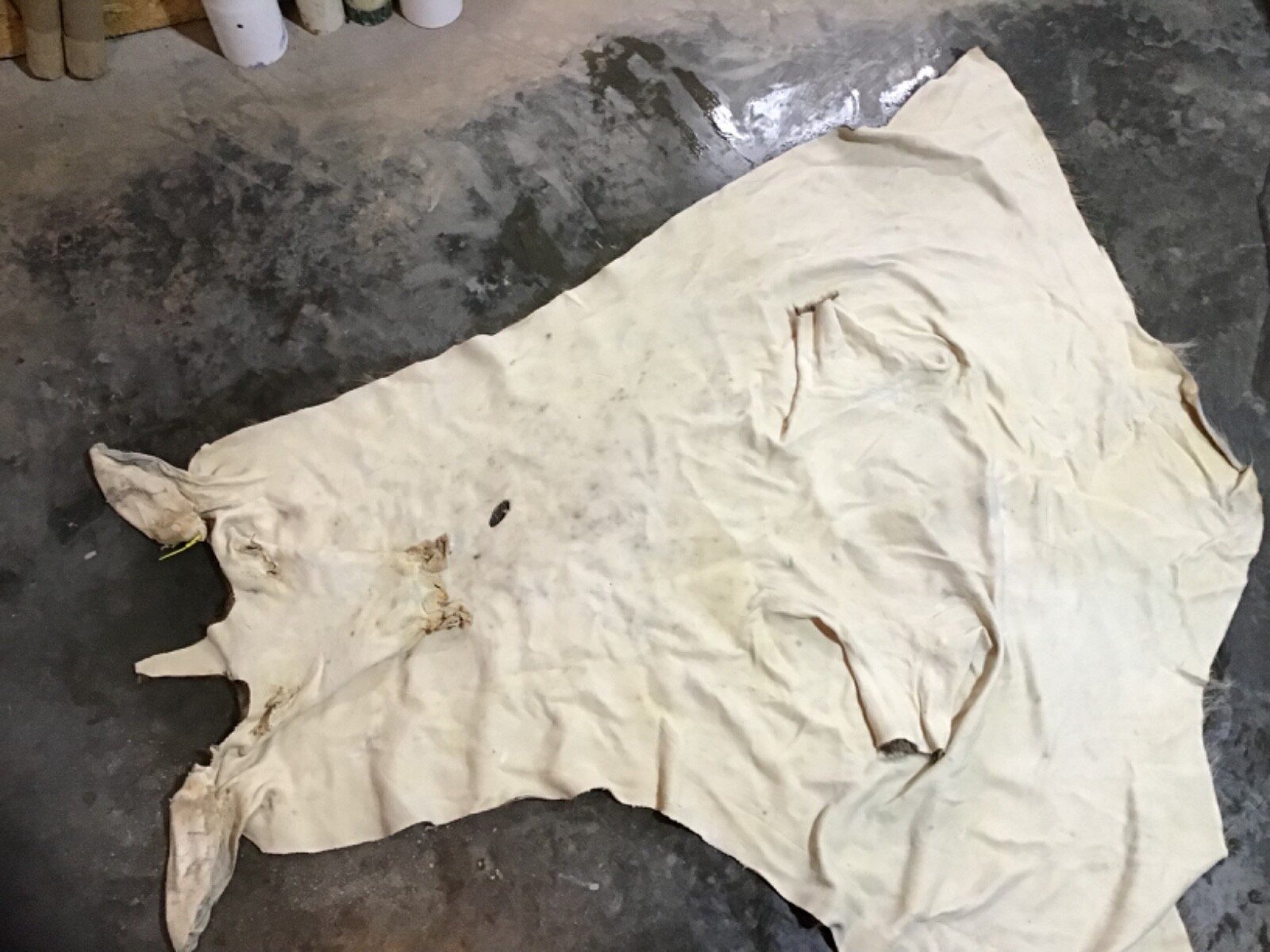 waterbuck African cape hide tanned taxidermy mount 24 1/2 | eBay