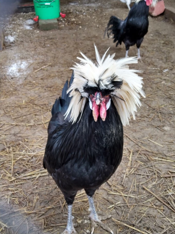 Polish Hatching Eggs White Crested Black, Blue & Splash Chickens 5+ | eBay