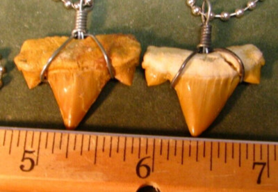 2 FOSSIL SHARK TOOTH NECKLACES OTODUS OBLIQUUS MEGALODON ANCESTOR 23in ...