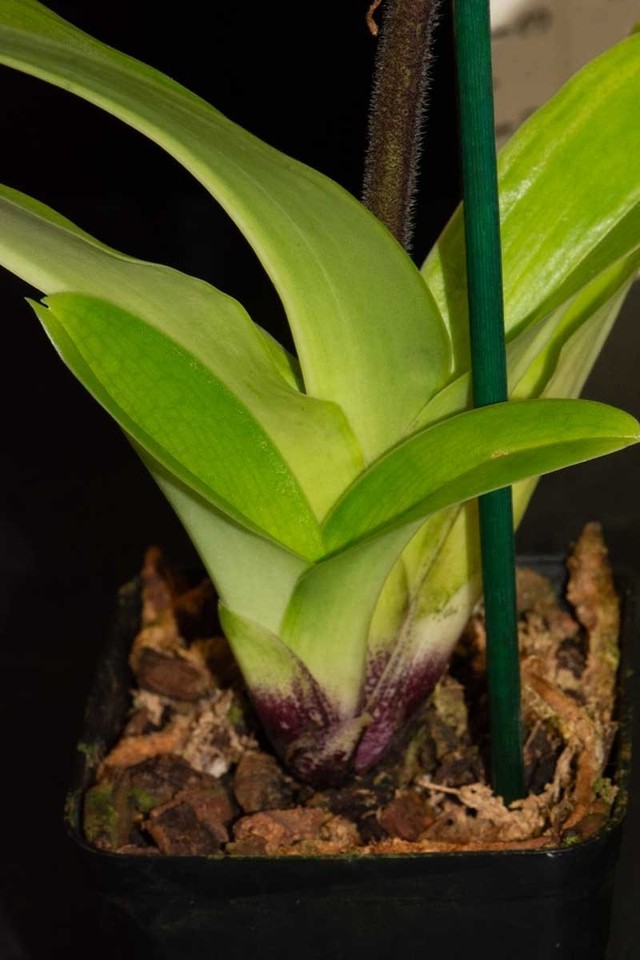 Paphiopedilum (Marble Christmas x Hagrid) #2, in flower | eBay