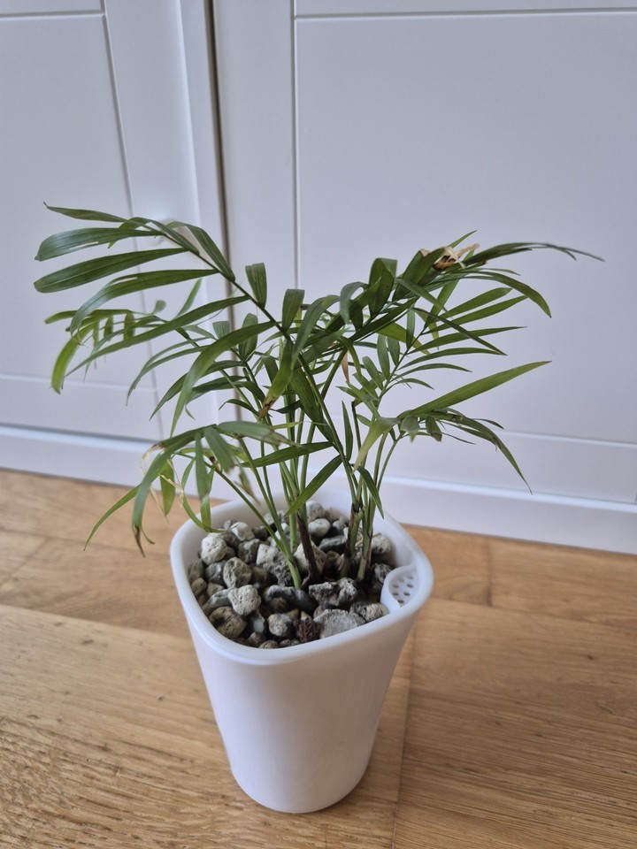 Chamaedorea elegans Bergpalme Pflanze in Hydrokultur Mineralisches ...