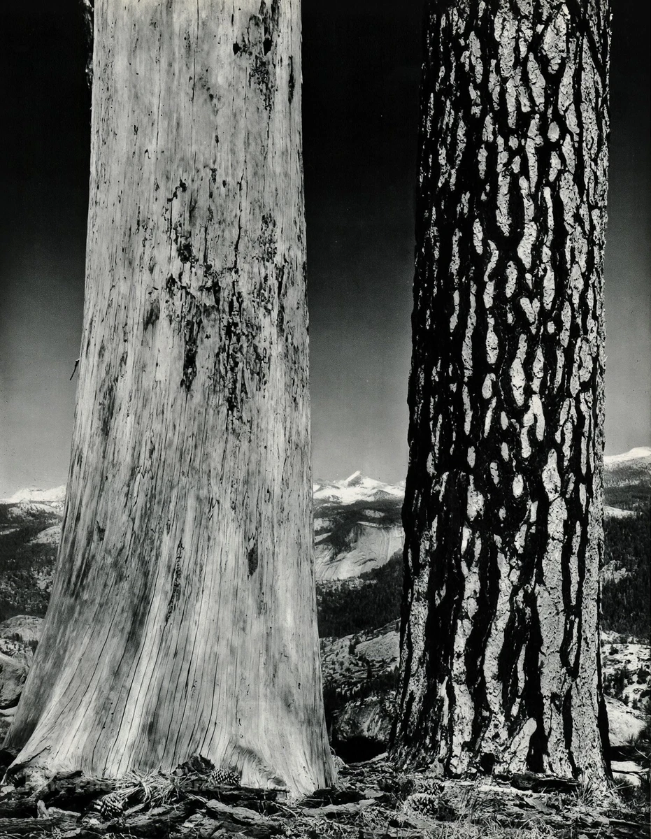 Ansel Adams Tree Trunks