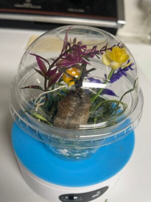 One Nice FRESH Picked Praying Mantis Kit + 6 oz Hatching Cup Hatch 2025 ...