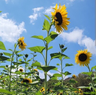 GIANT Sunflower 60 Seeds - Fast Tall Growing - Easy to Grow + FREE ...
