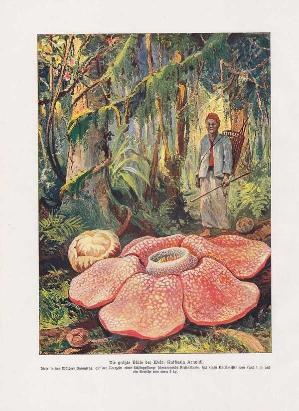 Giant Rafflesia Flower