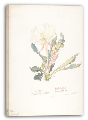 Toile/Cadres Margaret Neilson Armstrong - Primevère blanche du soir ...