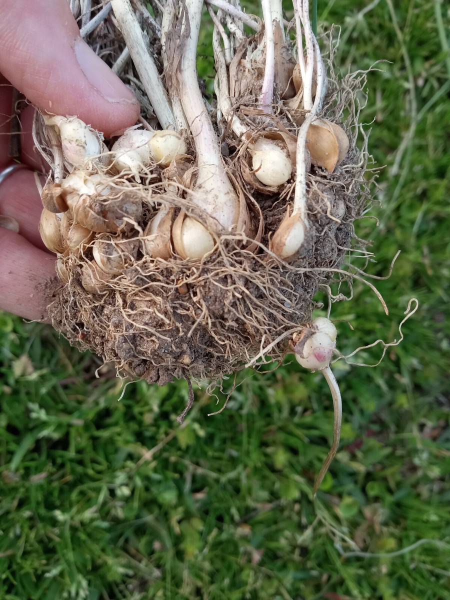Wild Garlic Bulbs Wild Garlic Seed Capers The Salt Box | Foraging