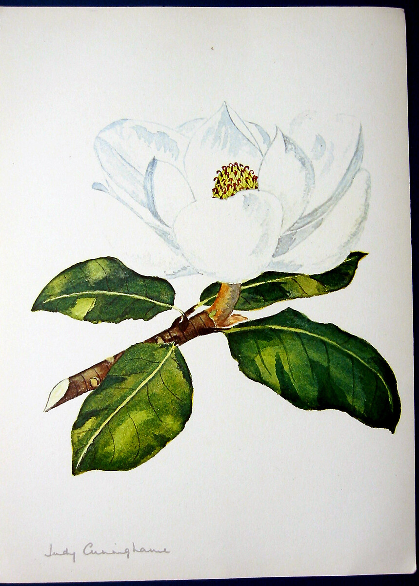 Southern Magnolia Flower Drawing Southern Belle Magnolia Oil Painting