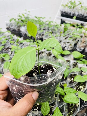 Bel Patta / Bael Patra / Bilva Bel Leaf Aegle Marmelos plants healthy 1 ...