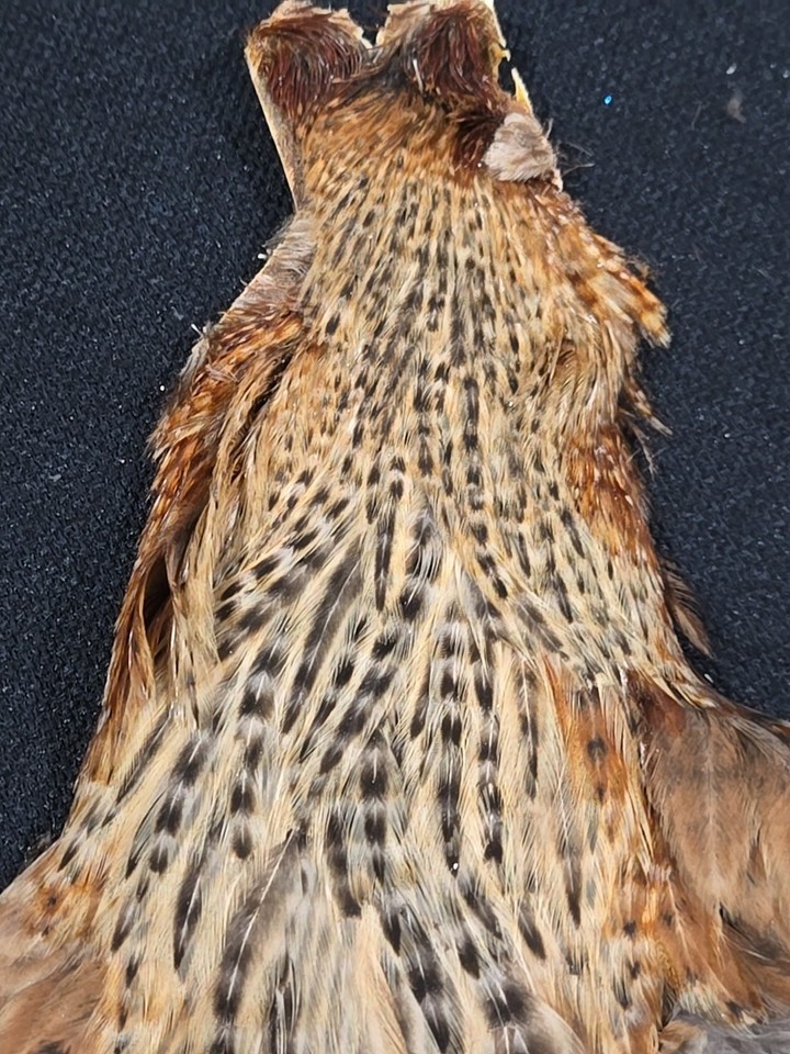 Barred Ginger Hen Neck Cape Fly Tying Wet Soft Hackle Craft Feathers ...