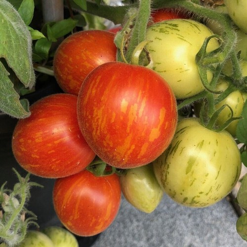 Fuzzy Wuzzy Tomato - Dwarf cherry tomato - 5+ seeds - Samen - P 495 | eBay