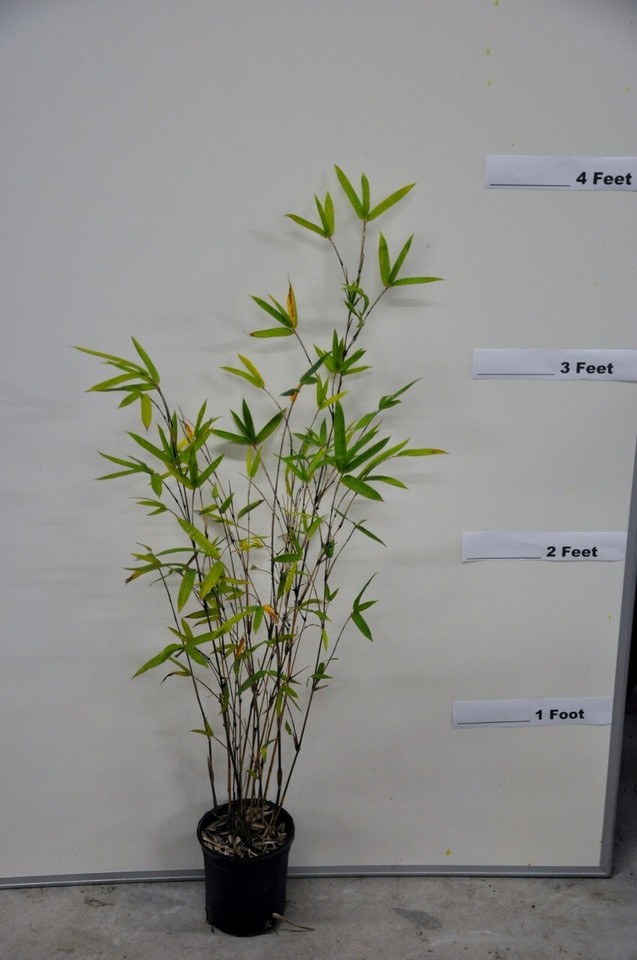 Bambusa Alphonse Karr Clumping Bamboo "Golden Hedge" Non-Invasive 1 ...