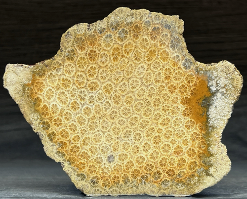 Indonesian Fossil Coral Slab - Agate Lapidary Rough Slab Cabbing C3 | eBay