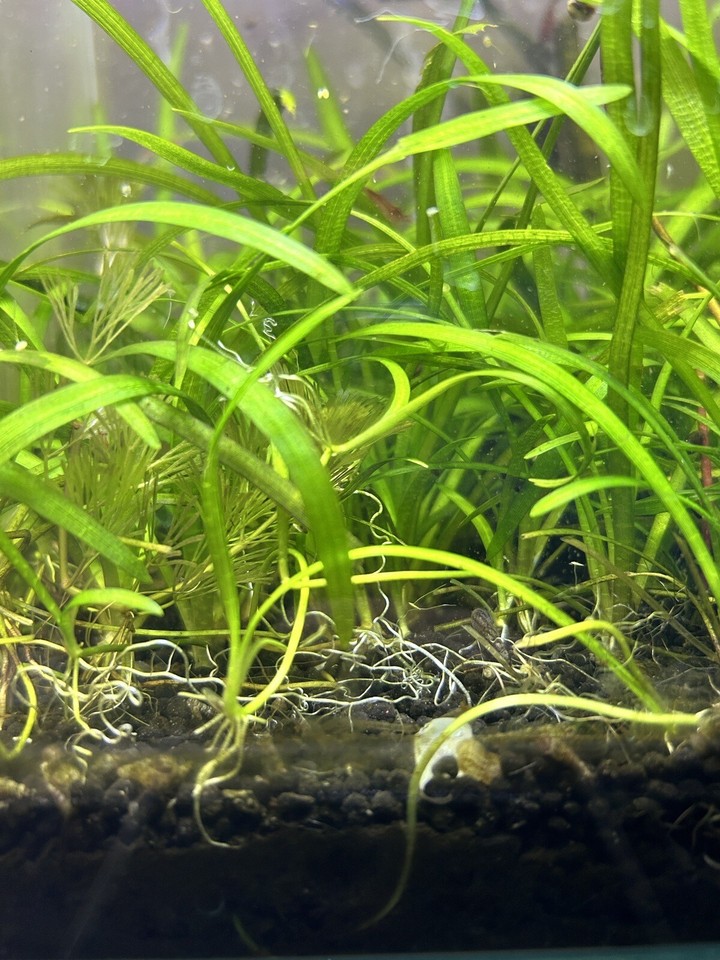 10 + 2 Dwarf Sagittaria Subulata Dwarf Sag Live Aquarium Plants Aquatic ...
