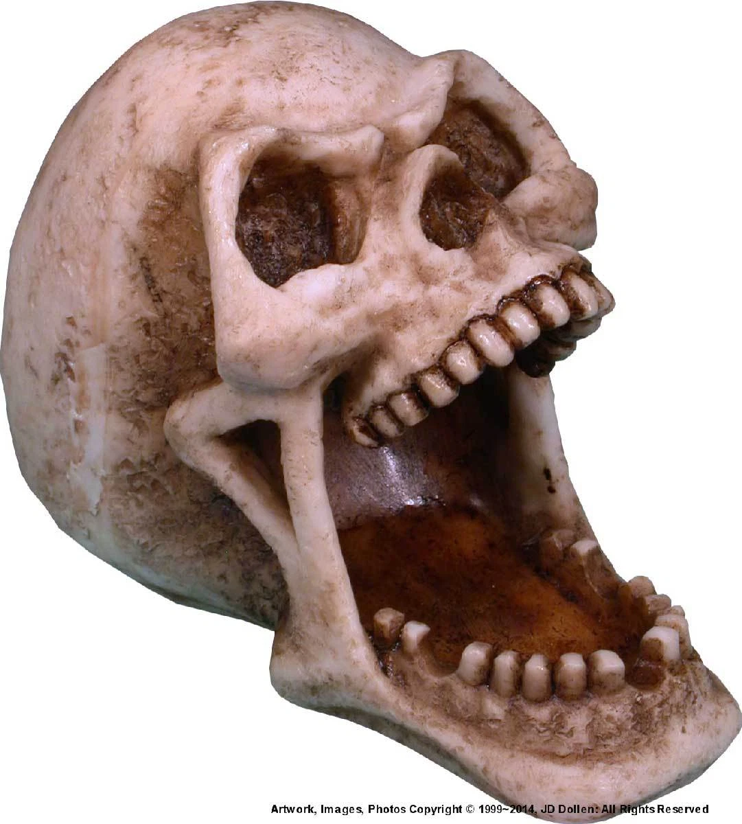 Human Skull Side View Mouth Open