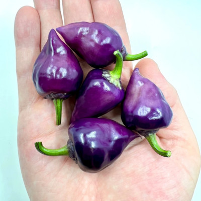 Purple UFO Hot Pepper Seeds Packet Organic NON-GMO Vegetable Seeds For ...