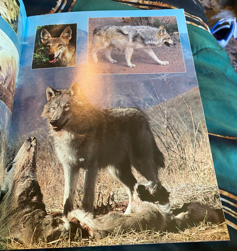 VTG-Lot of 8-Zoobooks Magazines-Dinosaurs, Wolves, Cheetahs etc-1980s ...
