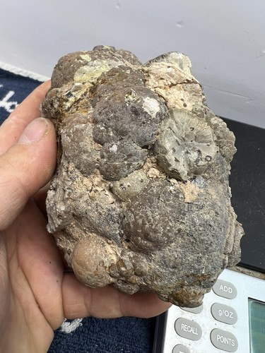 Canyon Rim Thunder egg Madras Oregon Lapidary Rough Uncut Thunder Egg ...