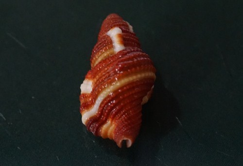 Cymatium Rubeculum 36.3 mm GEM ,beautiful pattern & intense "bloody coloration" | eBay