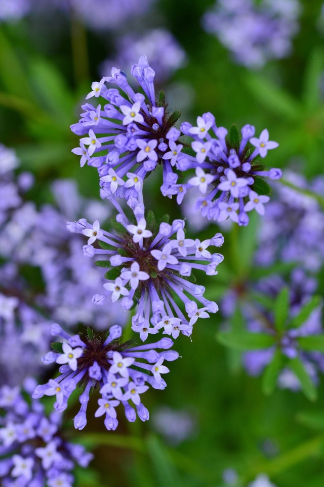 20 BLUE SURPRISE WOODRUFF ASPERULA Orientalis Azura Herb Flower Seeds ...