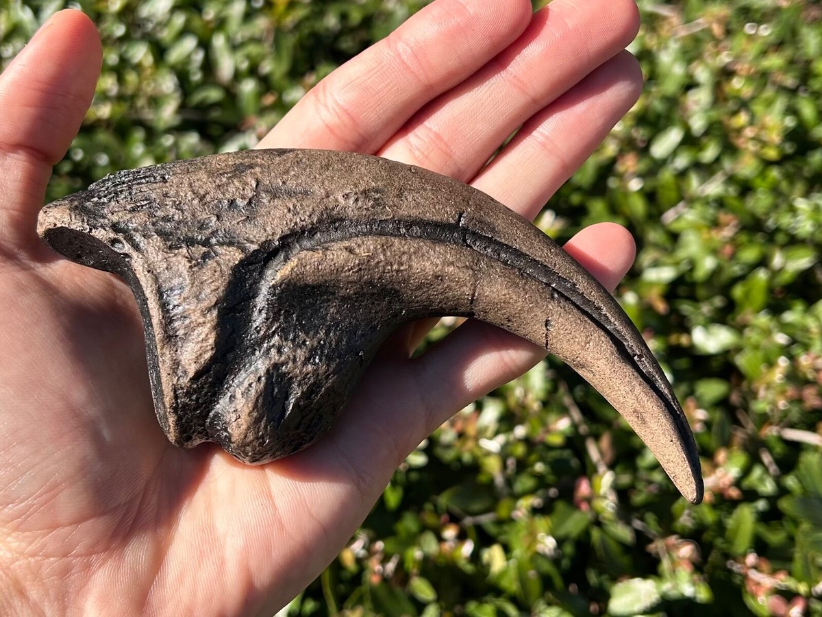 Fossilised Dinosaur Claw