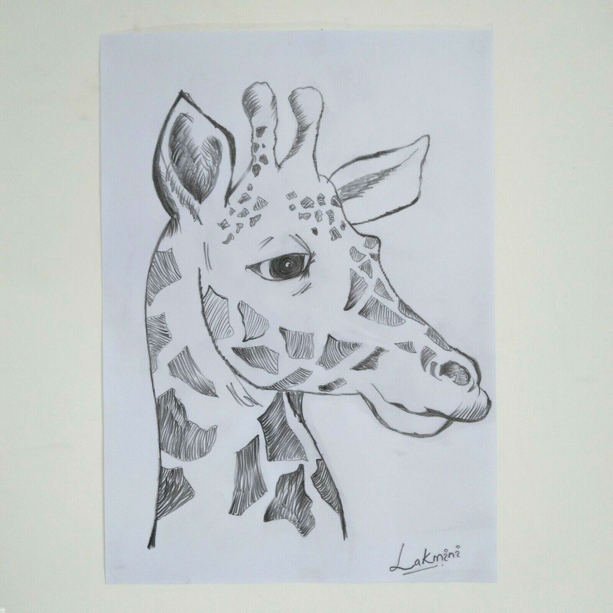 Animal Graphite Pencil Drawings