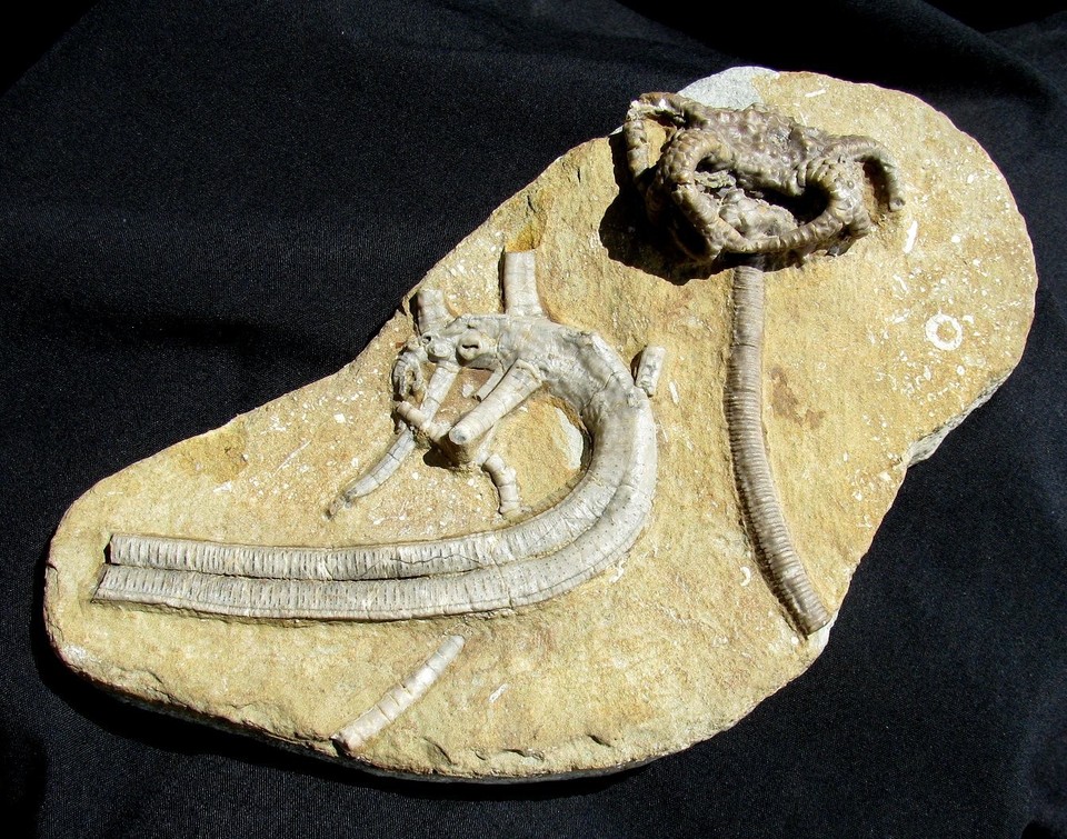 VERY COOL GILBERTSOCRINUS CRINOID FOSSIL & FABULOUS HOLDFAST ROOT ...