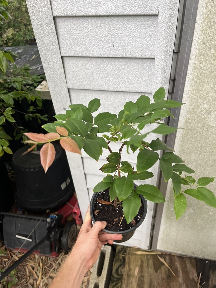 Grafted Red Jaboticaba Hybrid Plinia Fruit Tree | eBay