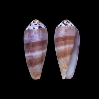Seashell Conus circumcisus Granulated Cone Shell Purple White Brown 52.50mm | eBay
