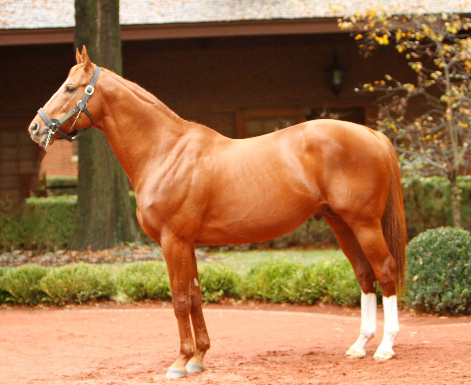 8x10 Color photo CURLIN at Hill N DALE Farm. Full Body Photo | eBay