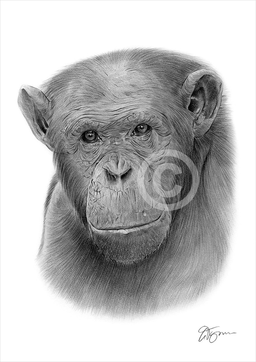 Chimpanzee Drawing The Chimp By Rik Saggers | Art2Arts