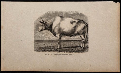 1860 - Podolian Cattle - Antique Engraving & Cattle - Central Europe | eBay