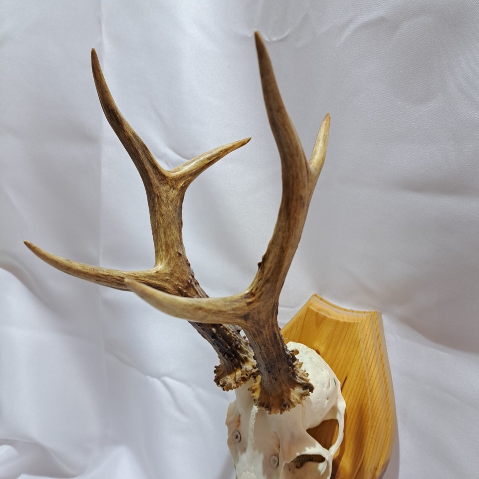 AUSTRIAN BLACK FOREST ROE BUCK XL ANTLER MOUNT DEER HAND CARVED PLAQUE ...