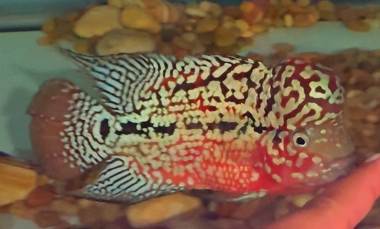 King Kamfa F2 (Flowerhorn) | eBay