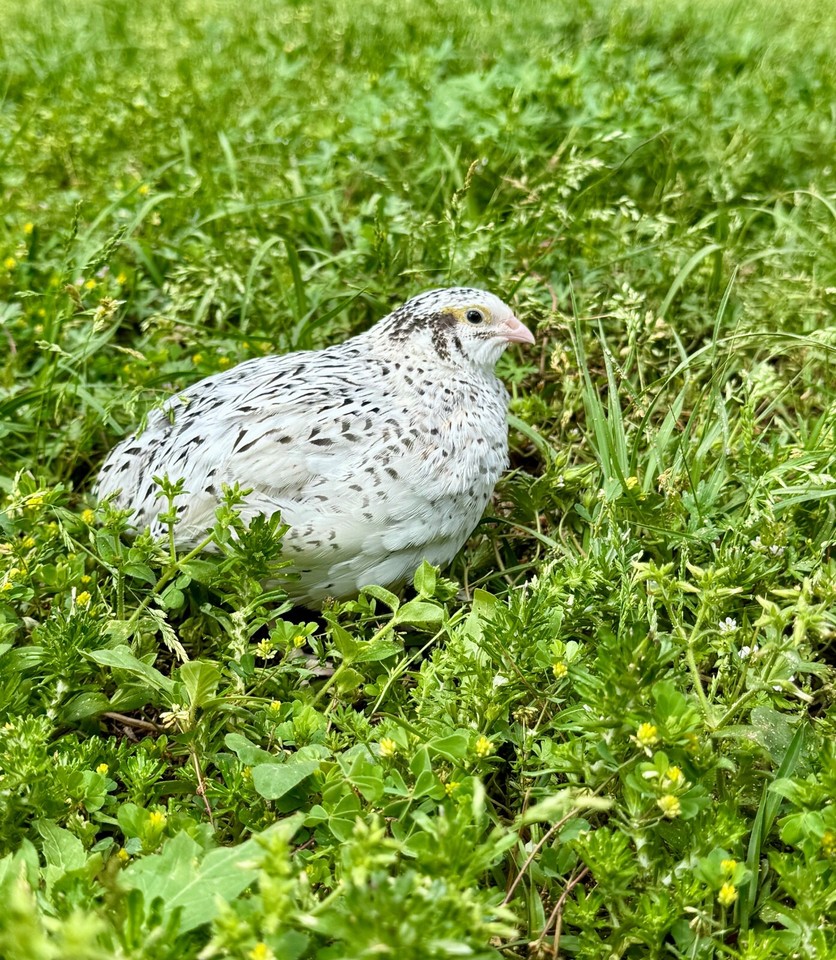 15+ RARE Pearl Fee Coturnix Quail Hatching Eggs NPIP AI Free | eBay