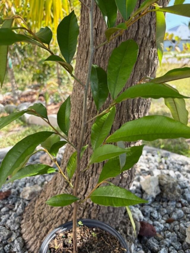2 YO PURPLE STAR APPLE SEEDLING (CHRYSOPHYLLUM CAIMITO ) NOT GRAFTED | eBay