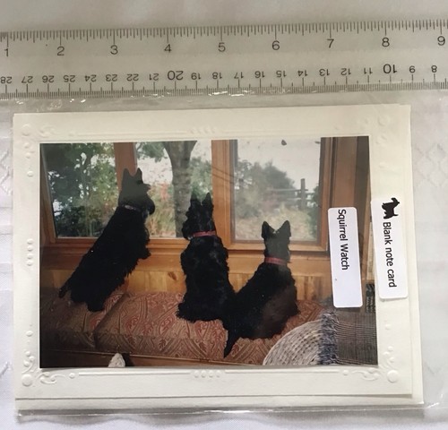 2000 Susan Hamman PhotoCard, Squirrel Watch, Scottish Terriers, Emb ...