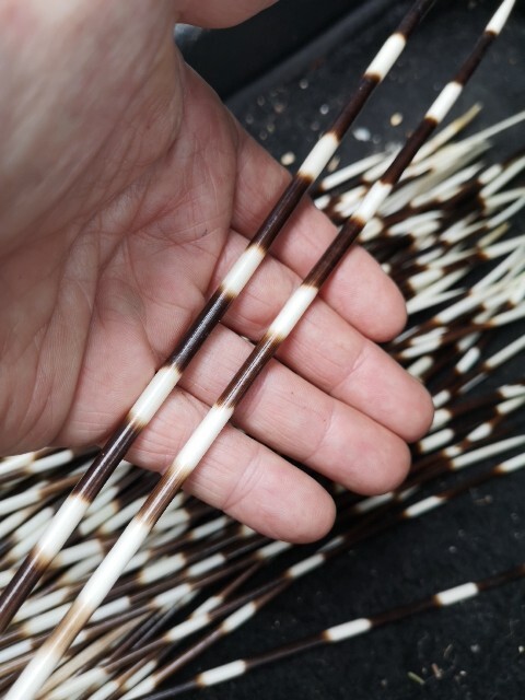 Real Genuine African Porcupine Quill Pair | Grelly UK