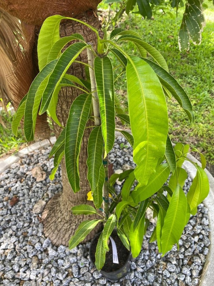 IRWIN GRAFTED MANGO TREE ~ 14 MO'S OLD (LIPPENS X HADEN) MANGIFERA ...