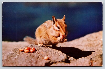 Squirrel Feasting/Storing Food in cheek Pouches Postcard, I26 | eBay