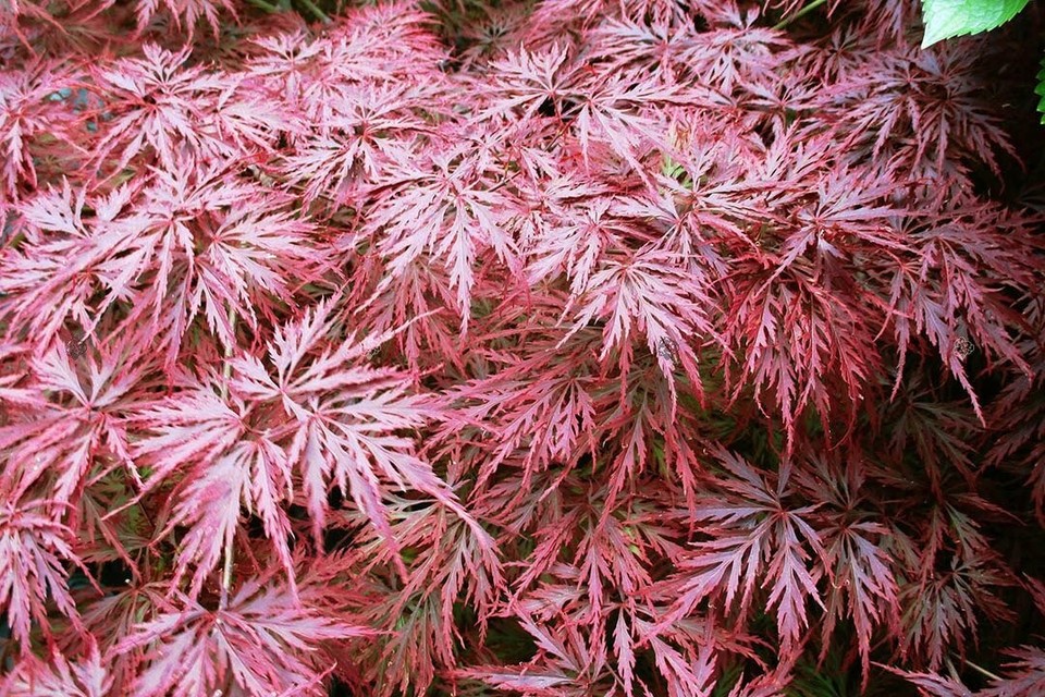 Acer Tree Japanese Maple Bush Palmatum Garnet Garden Plant in 4 L Pot ...