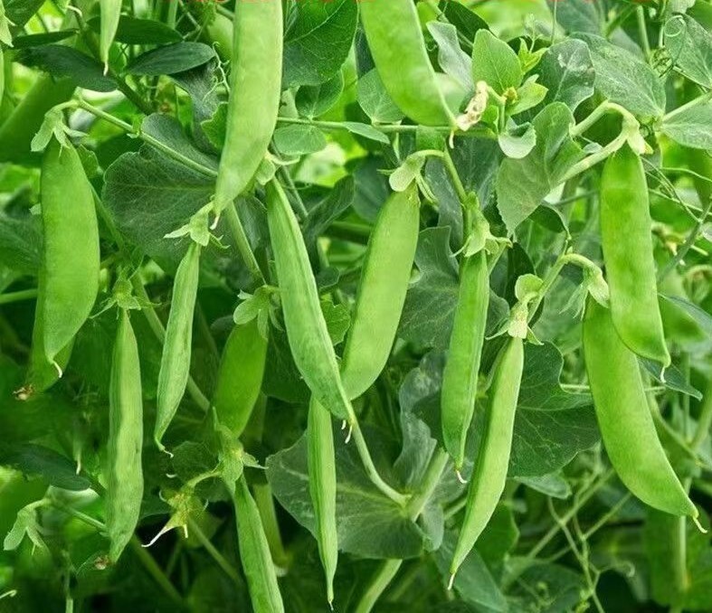 20+Super Sugar Snap Pea Seeds Green Sweet pea Garden Pea Heirloom Fresh ...