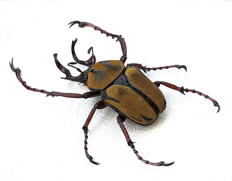 Taxidermy Beetle Bug Pinned Insects Specimens Art Collections ...