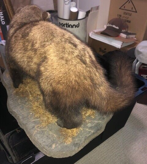 Wolverine/Fisher Standing Taxidermy, Vintage, 26x15x13, Michigan | eBay