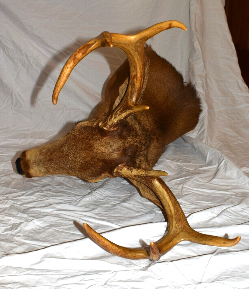 8-Point Whitetail Deer Real Wild Fighting Stag in Rut Shoulder Mount | eBay