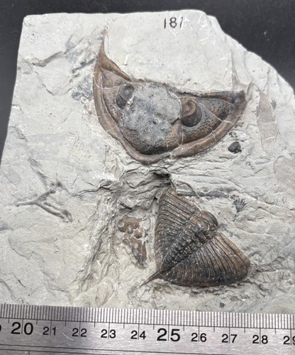 Glyptambon verrucosus head and tail - Waldron shale, Indiana trilobite ...